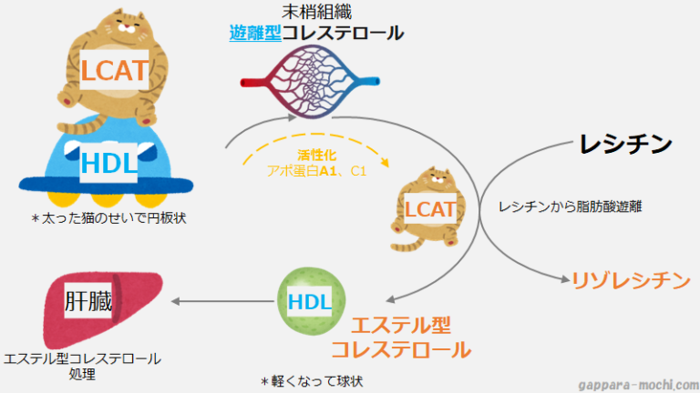 LCATの語呂合わせ | ゴロ寝塾